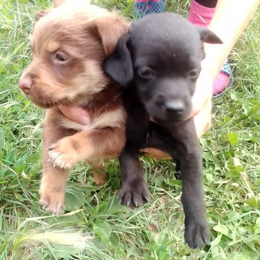 Домашние животные собаки щенки