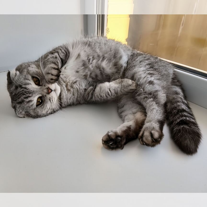 Шотландская вислоухая длинношёрстная, взрослая кошка