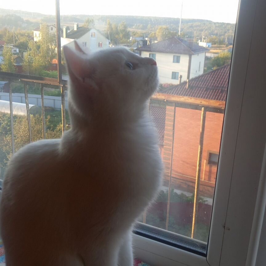 Кошки в добрые руки