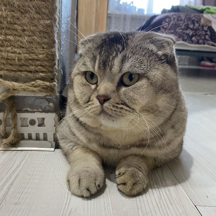 Шотландский вислоухий кот