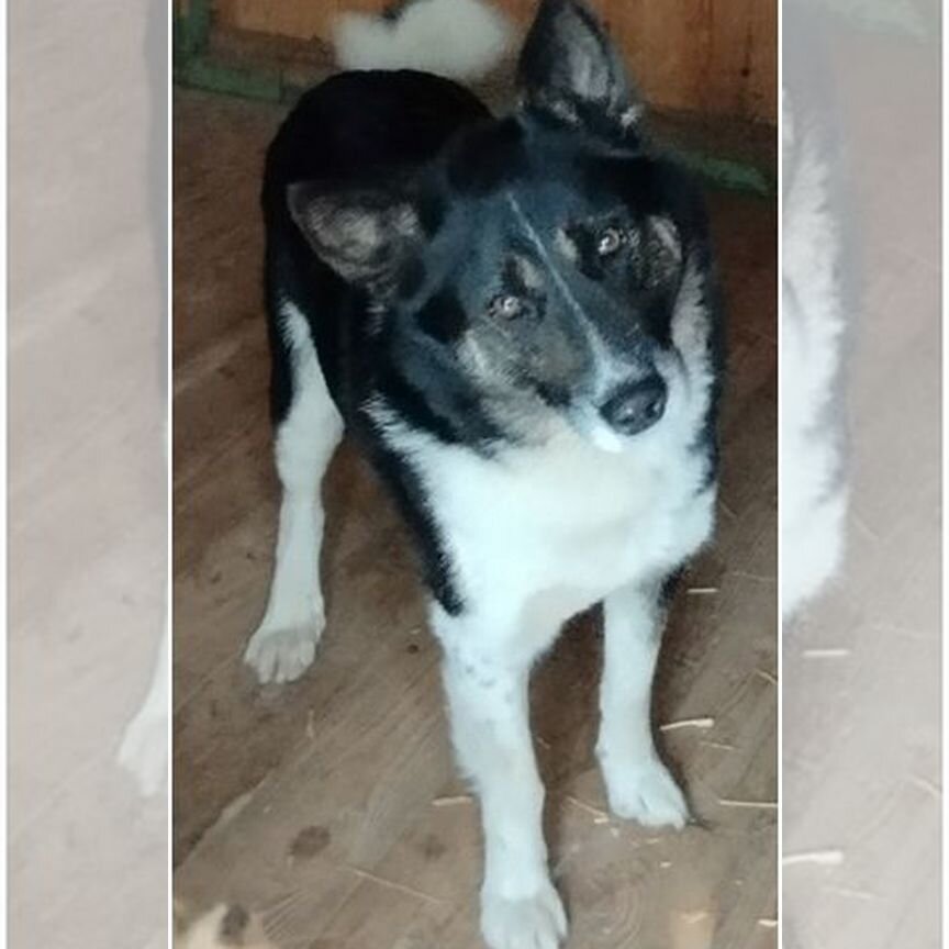 Собака в добрые руки даром)