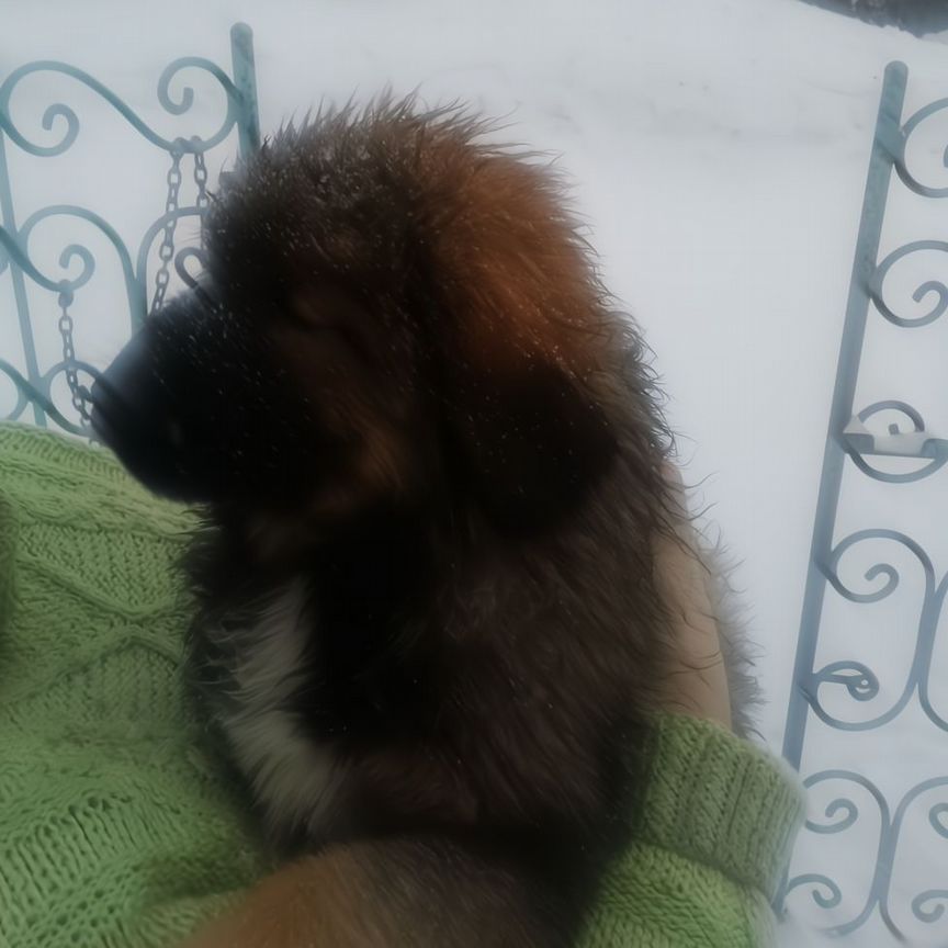 Тибетский мастиф, щенок