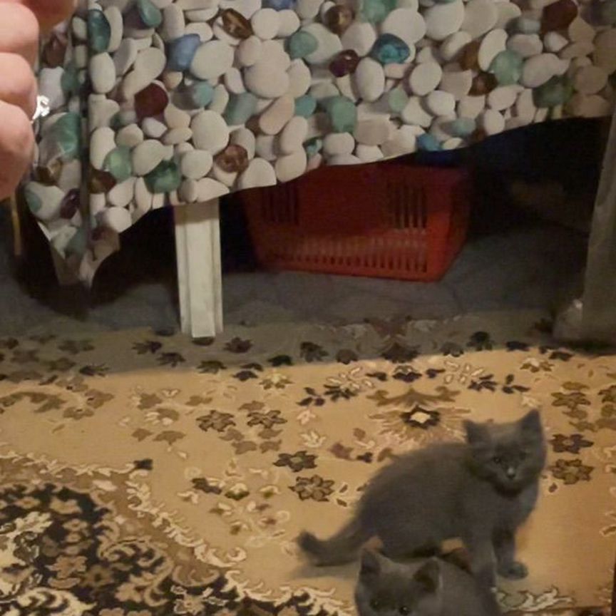 Котята в добрые руки бесплатно