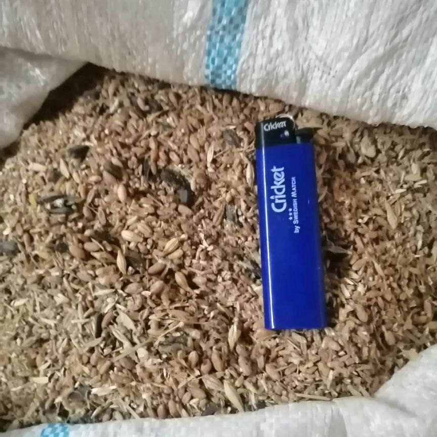 Зерноотходы пшеницы