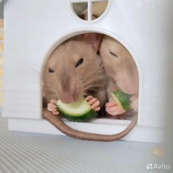 Крыса дамбо с клеткой