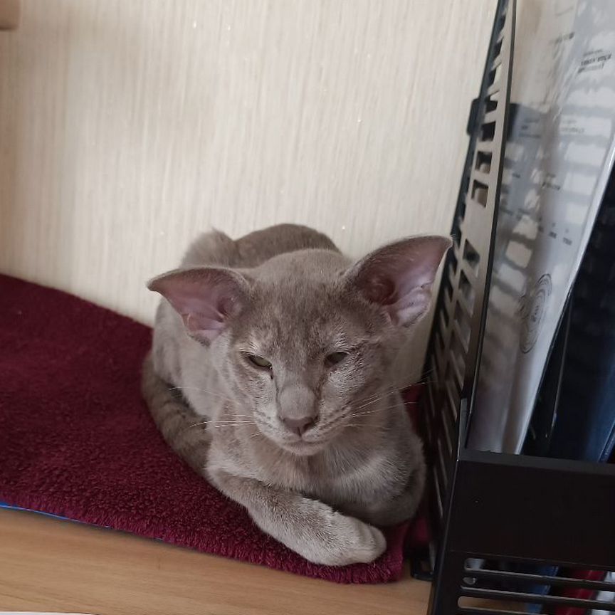 Котенок