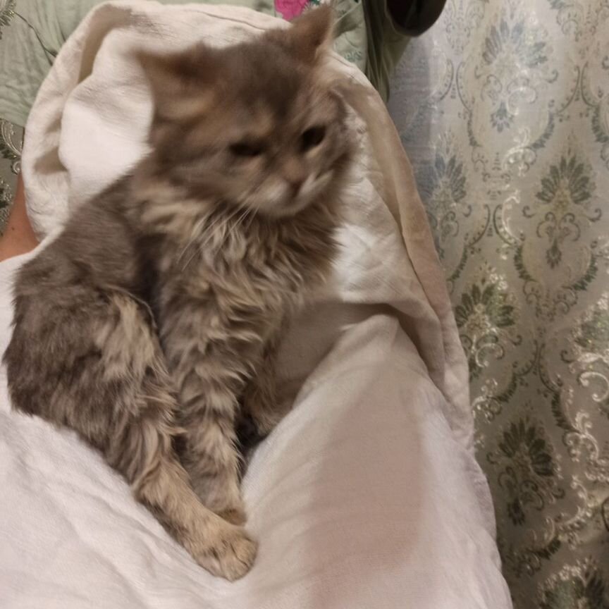 Сибирская кошечка