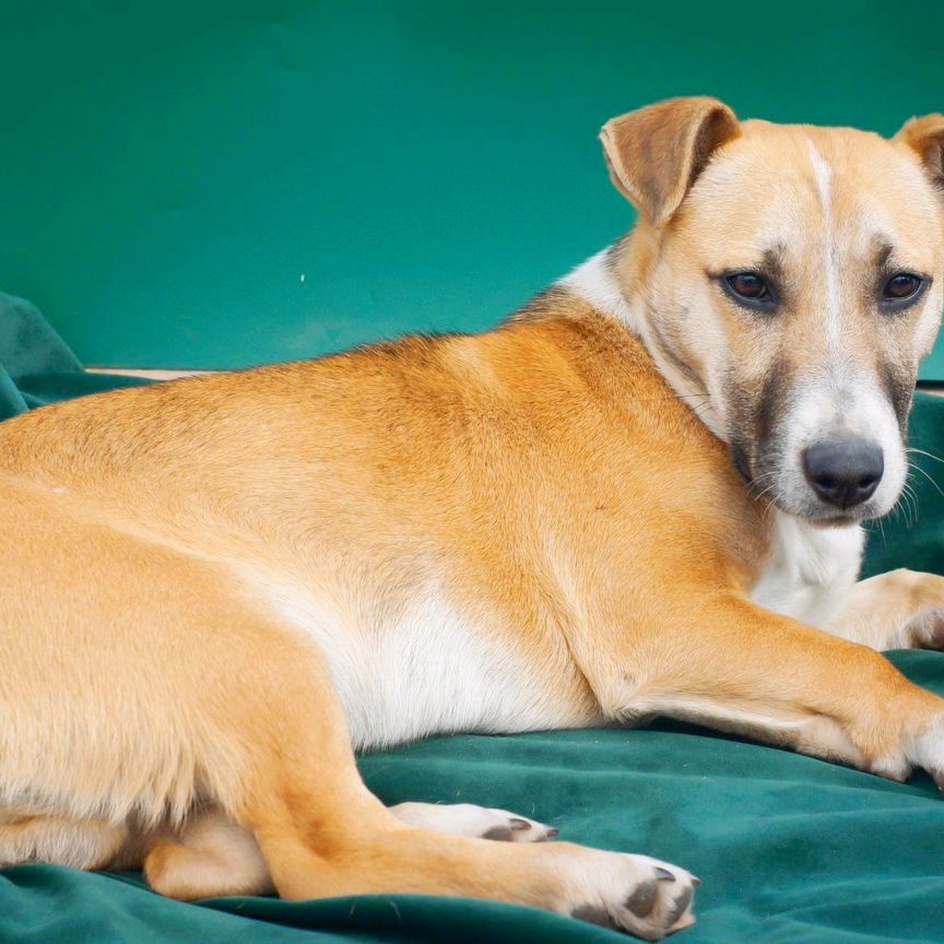 Метис в добрые руки