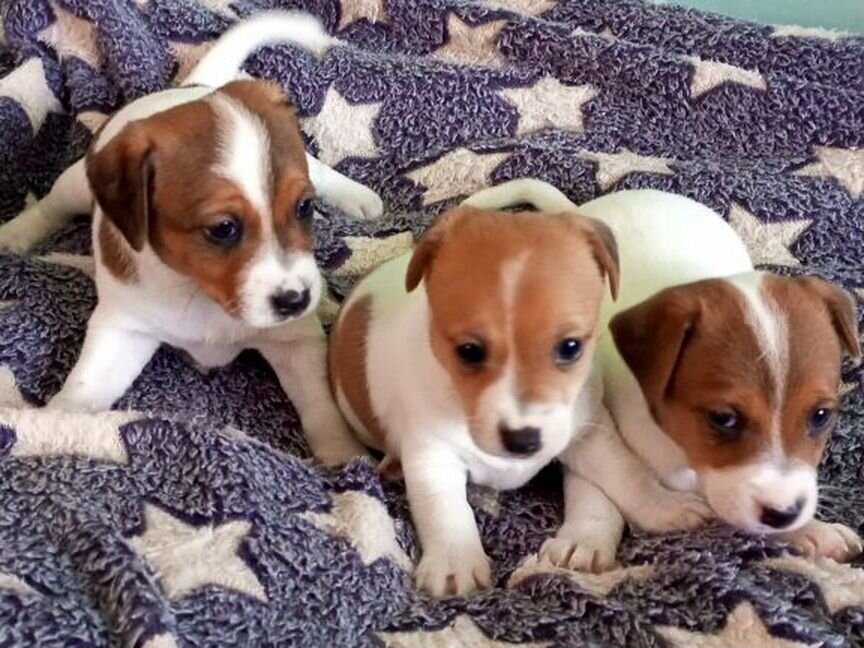 Щенки джек Рассел терьер