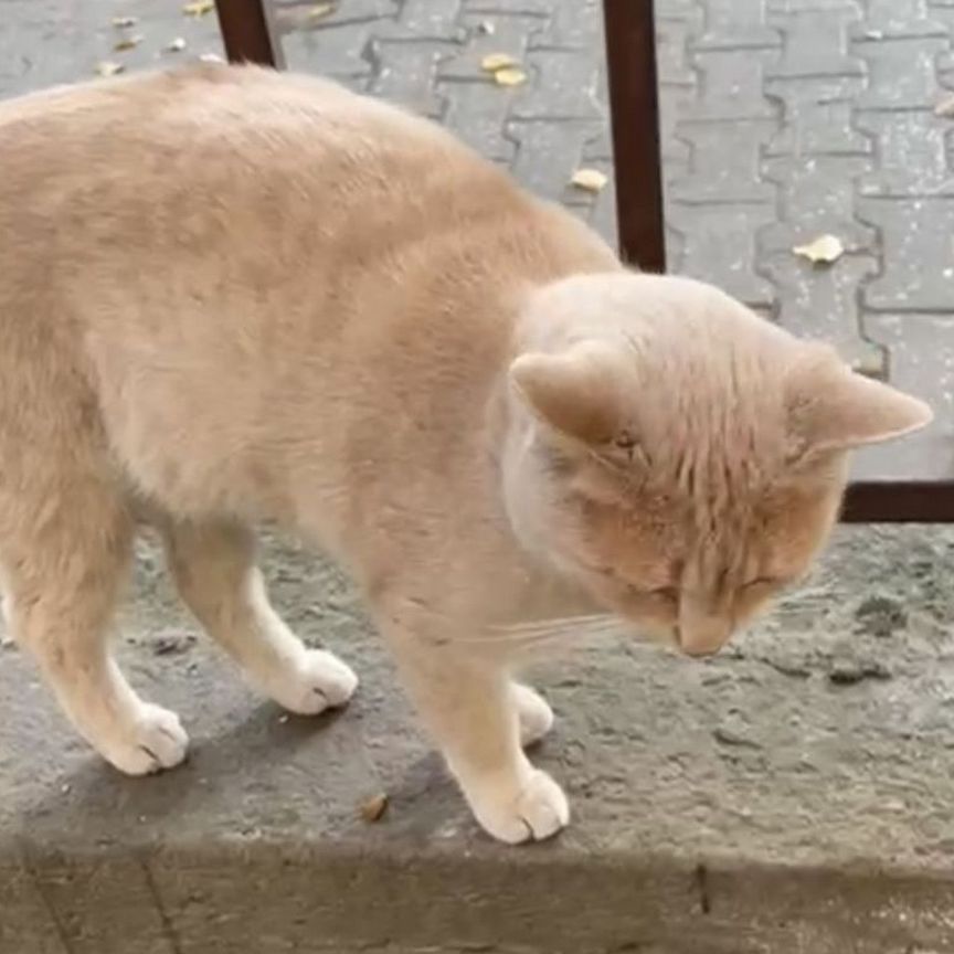 Взрослый кот в добрые руки