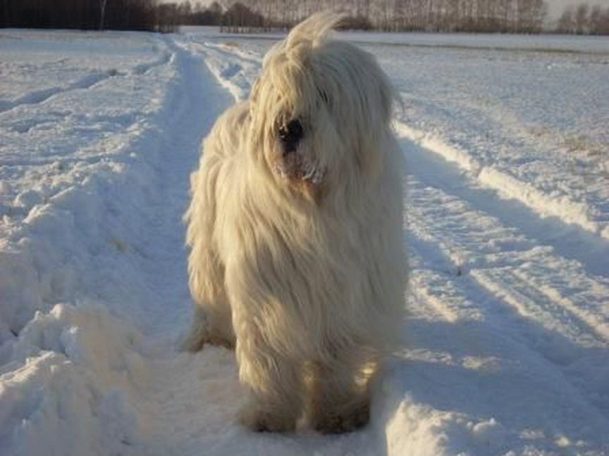 Щенки южнорусской овчарки