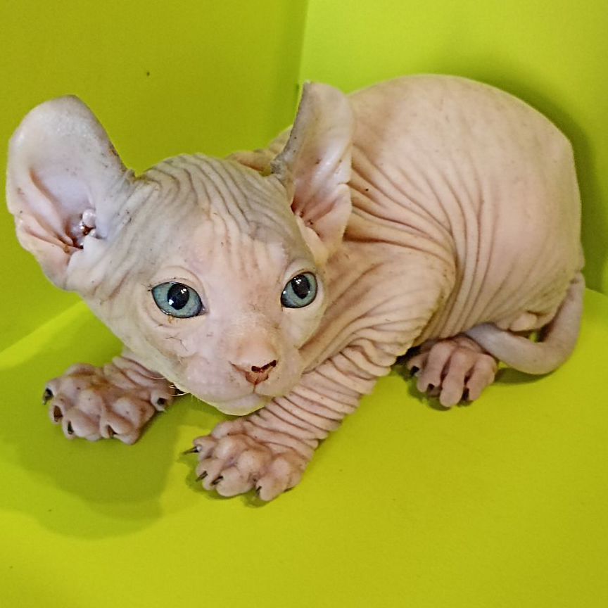 Эльф, Канада