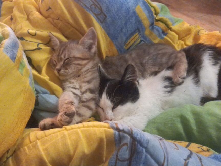 Котята в добрые руки