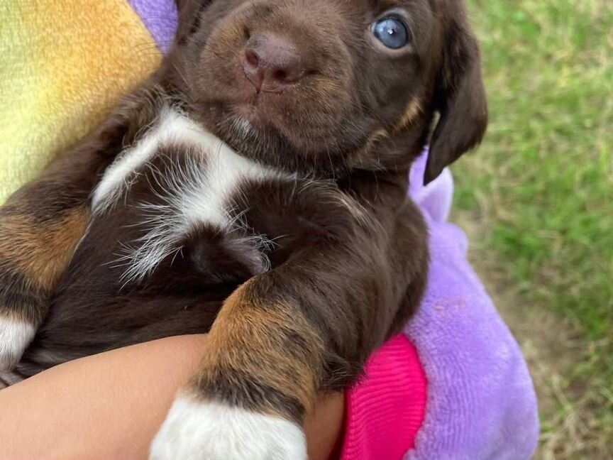 Щенок Баунти в добрые руки