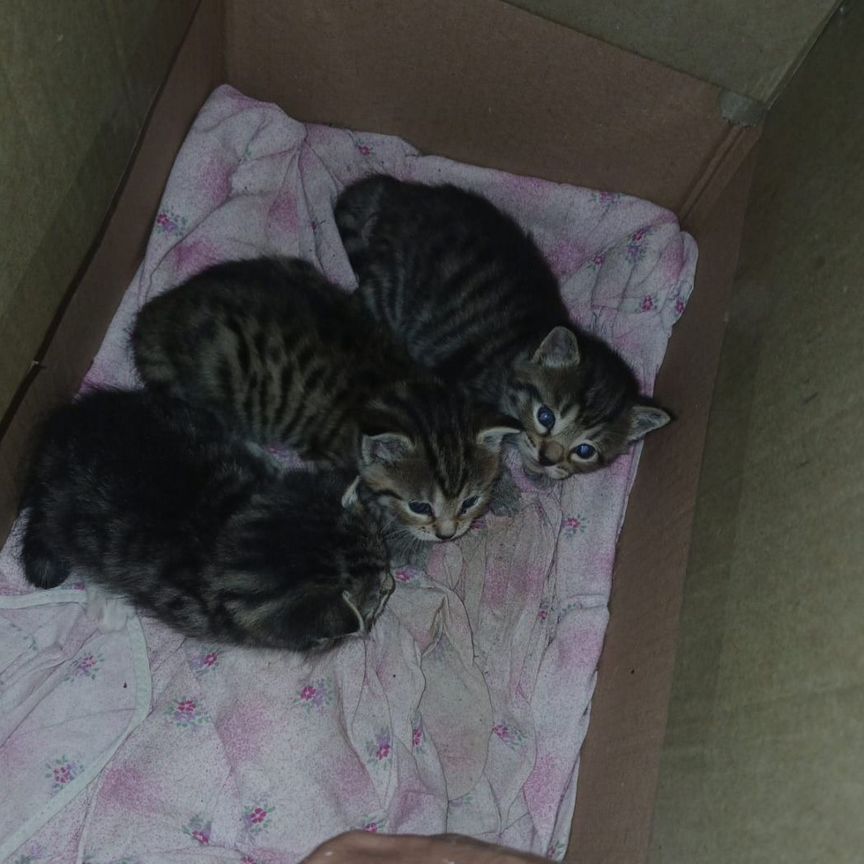 Котята в добрые руки