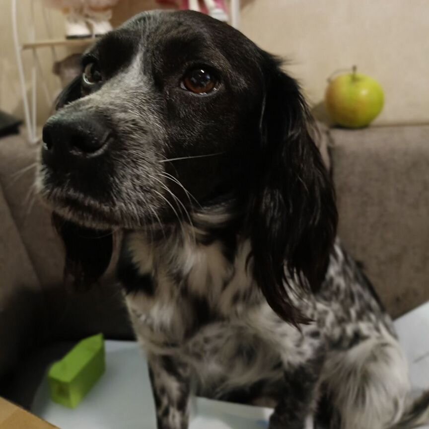 Русский охотничий спаниель, взрослая собака