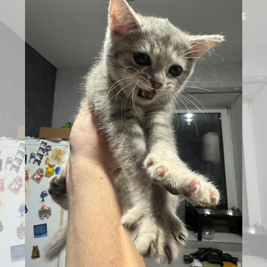 Британский короткошёрстный котёнок