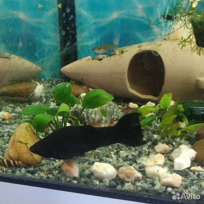 Молленезия мальчик (обмен )