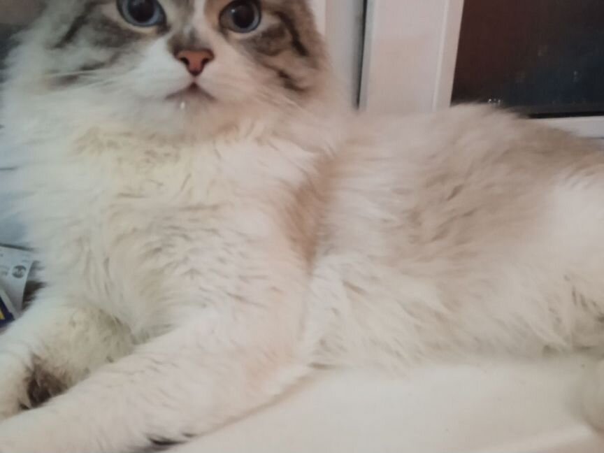 Шикарный невский маскарадный котик