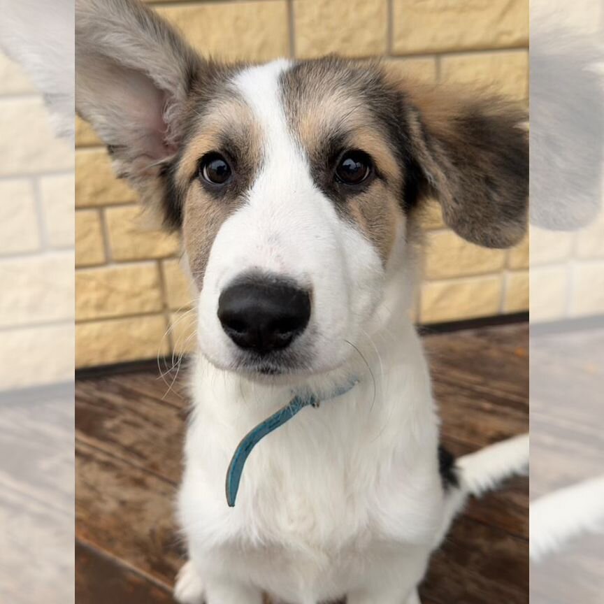 Щенок в добрые руки