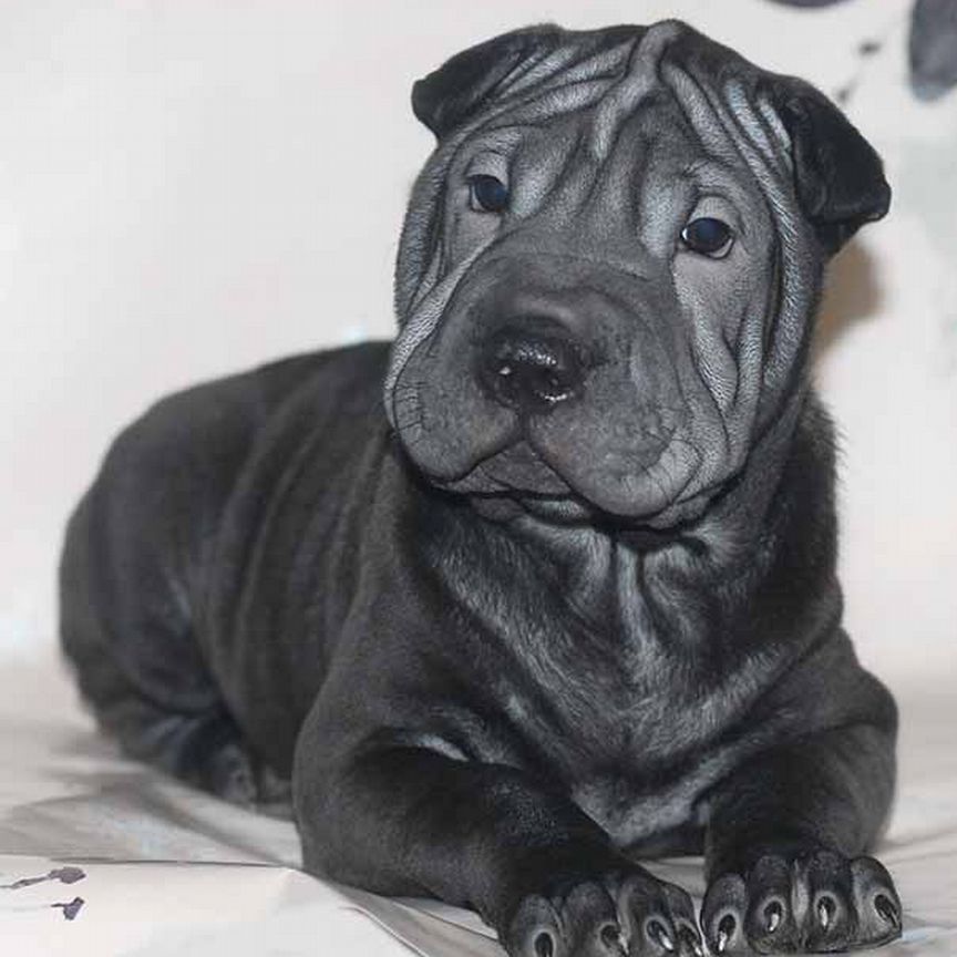 Шарпей, щенок