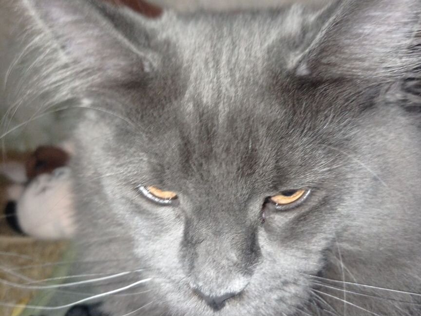 Потерялся Мейкун