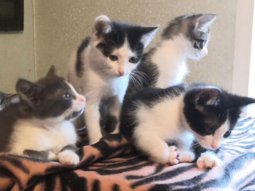 Котята и кошечка Душа в добрые руки и сердца
