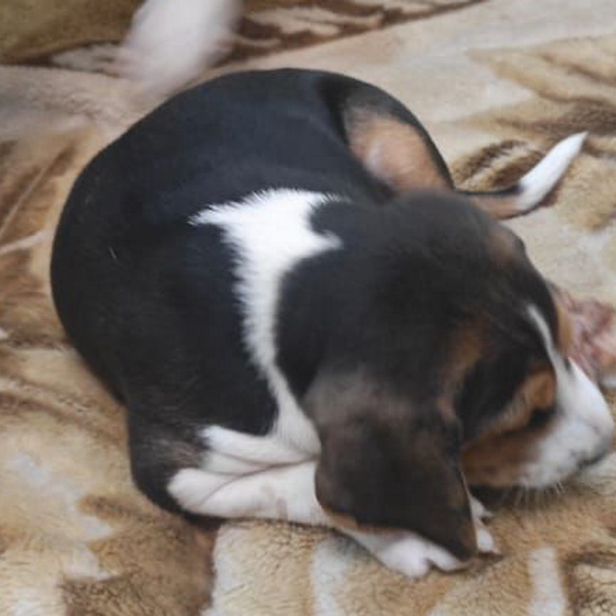 Выжлец. Эстонская гончая