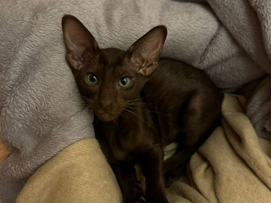 Ориентальная кошка, 2 месяца