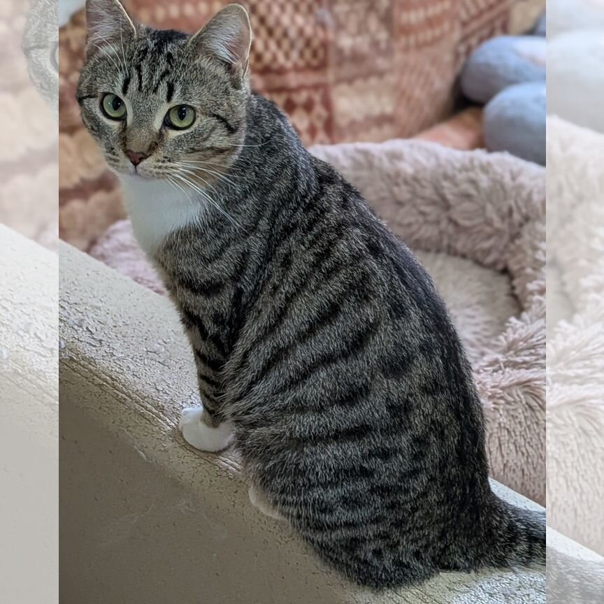 Взрослый кот в добрые руки