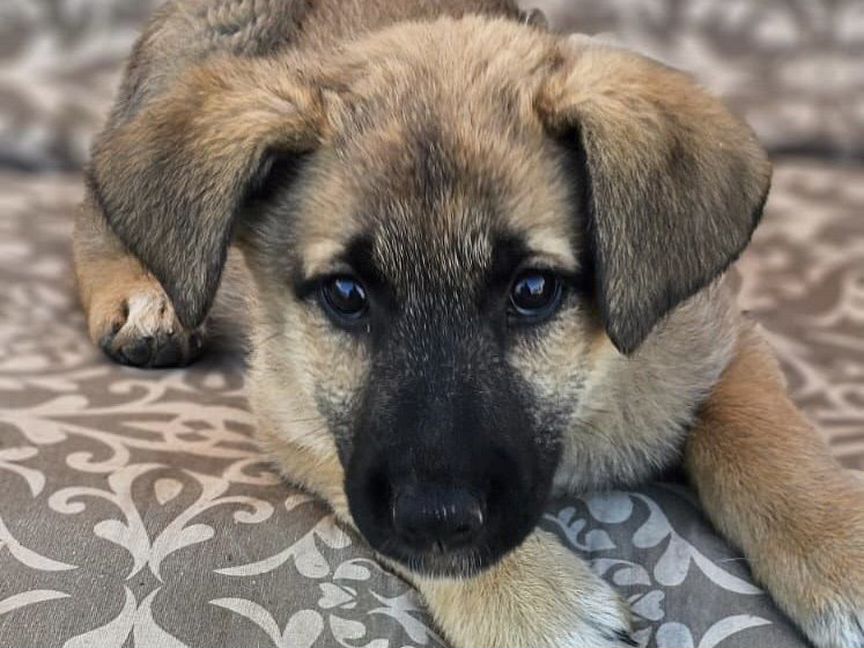 Щенок девочка Джина 3 мес ищет дом