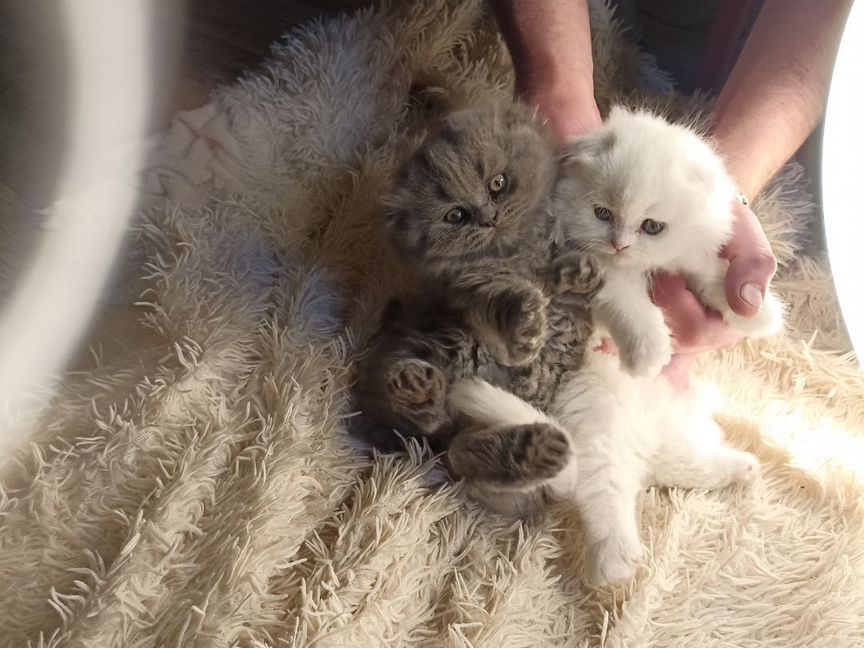 Шотландские котята