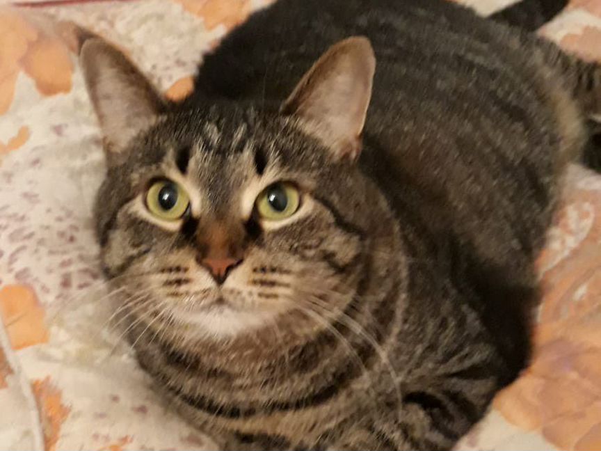 Полосатенькая кошечка Рыся