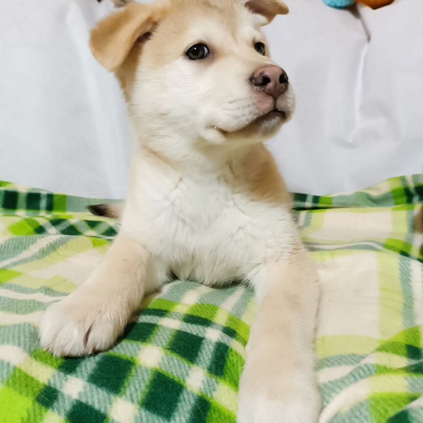 Нужен дом щеночку, мальчику 3 мес