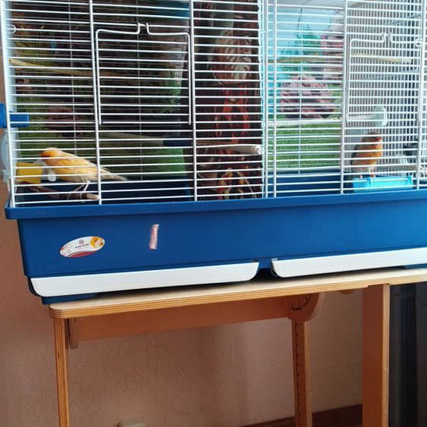 Пара певчих канареек