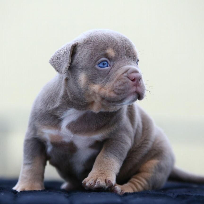 Замечательная девочка Булли