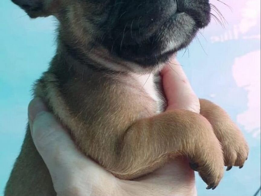 Французский бульдог в добрые руки