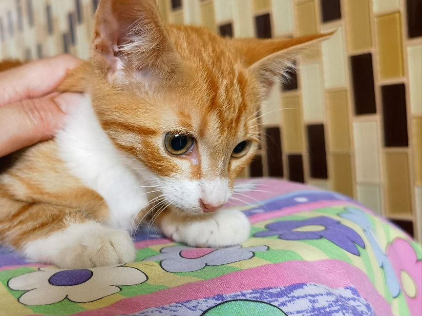 Шикарный малыш в добрые руки