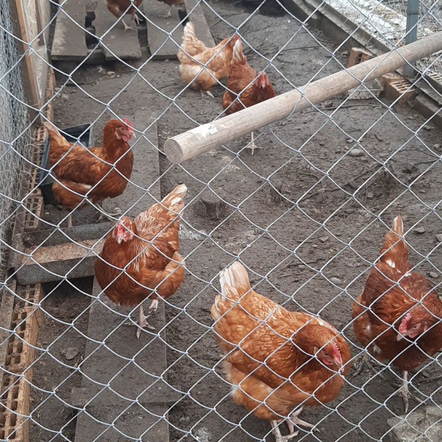 Куры несушки ломан браун 6мес