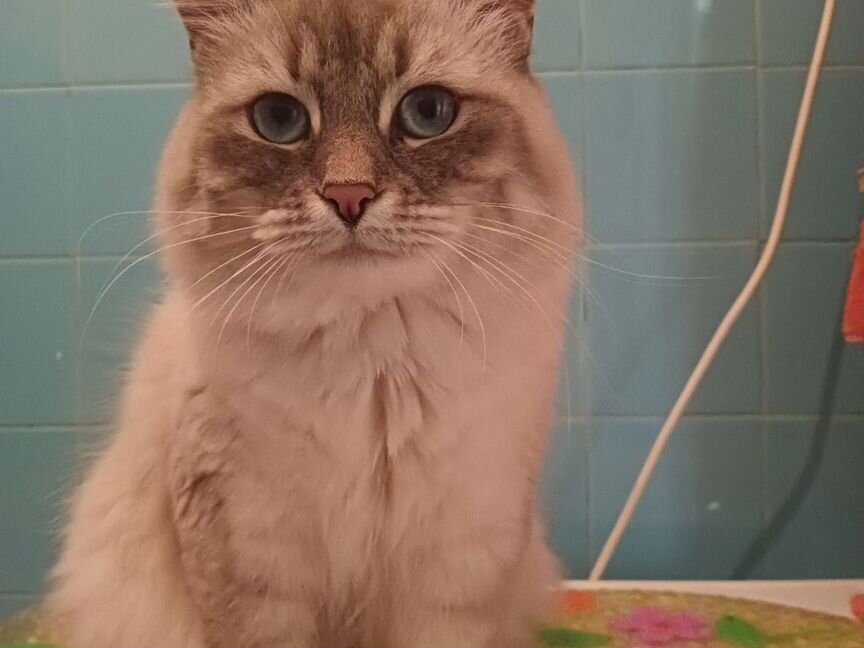 Кошка невская маскарадная