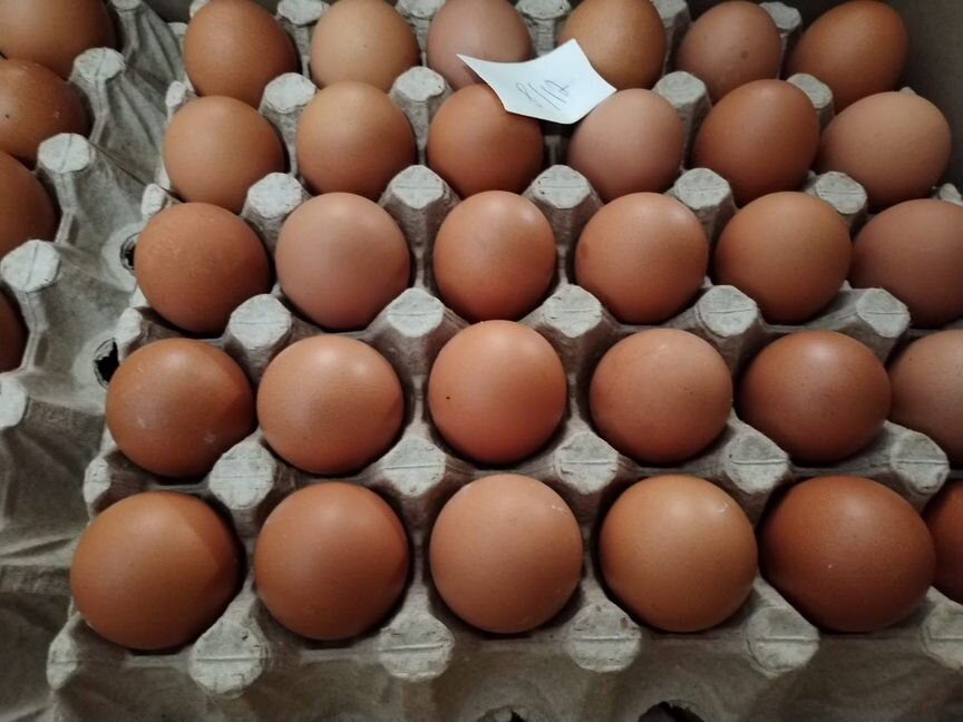 Инкубационное яйцо Ломан Брайн