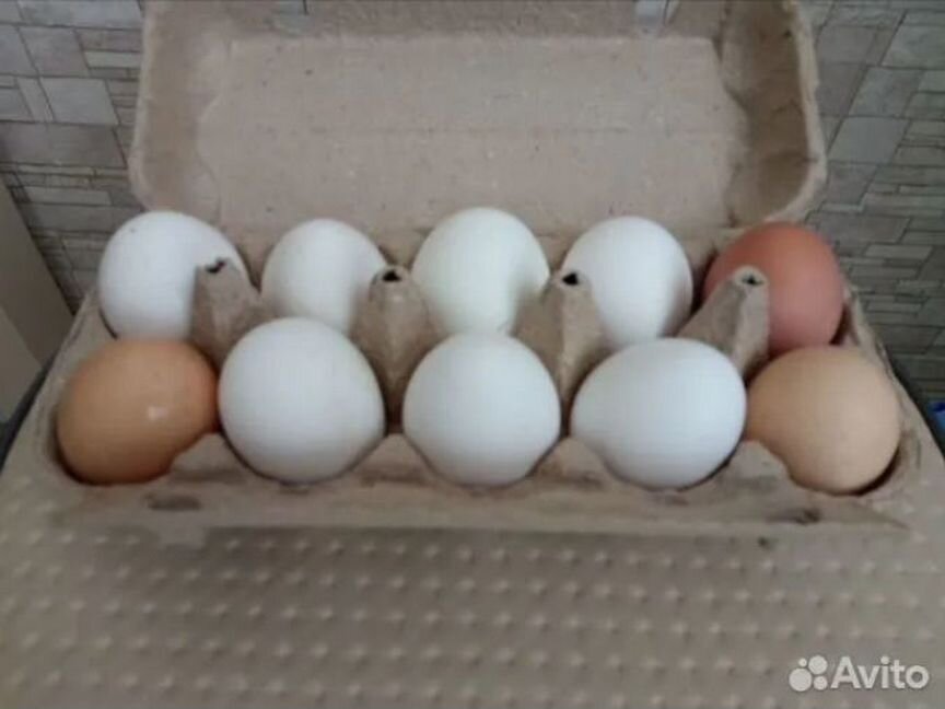 Домашние куриные яйца