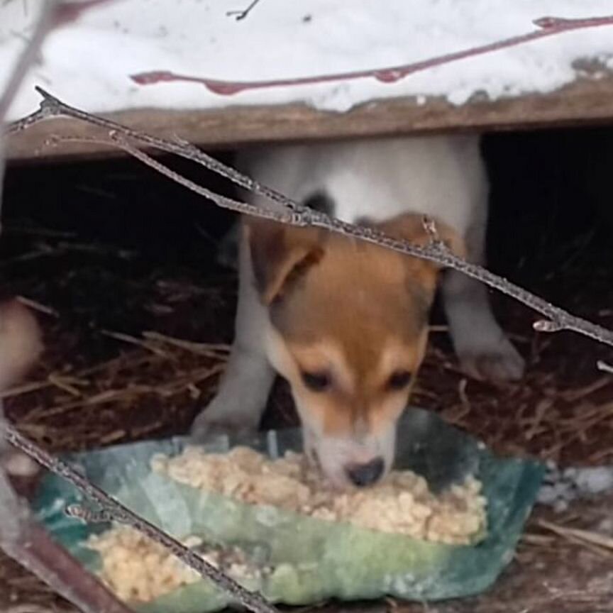 Щенок ищет дом