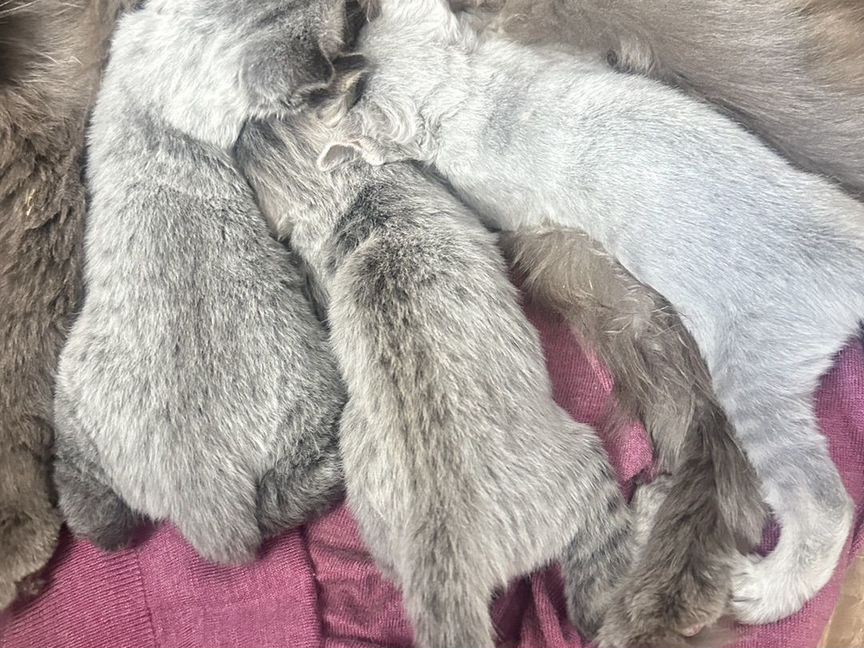 Брашевые сфинксы