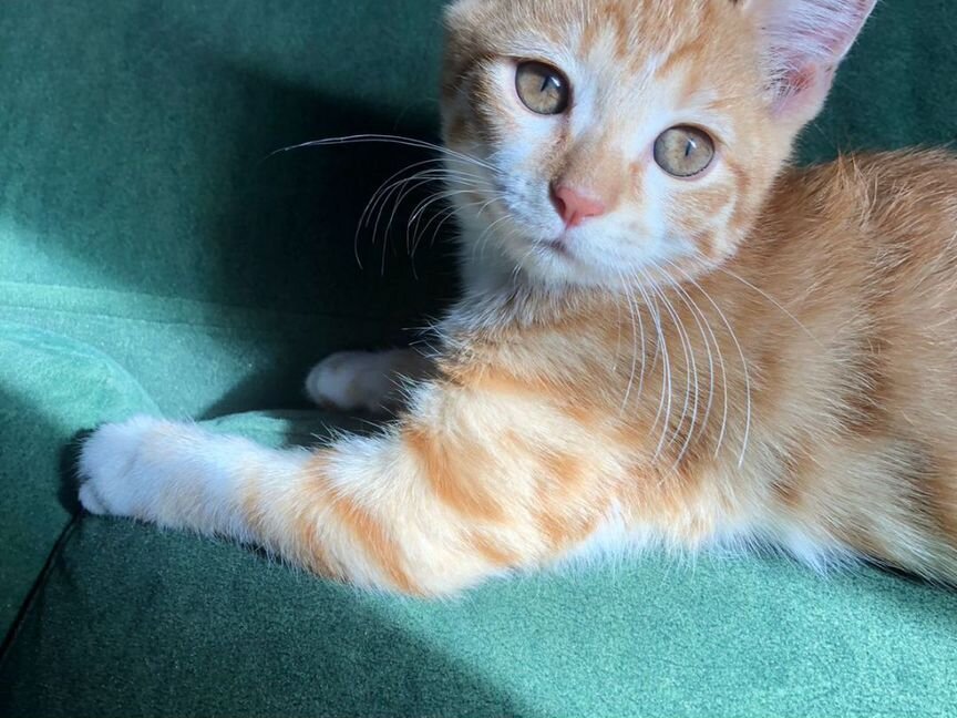 Кошечка Курильский бобтейл