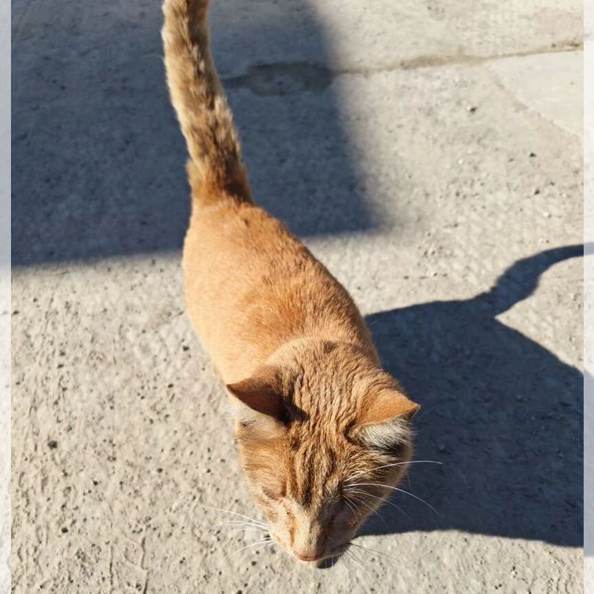 Взрослый кот в добрые руки