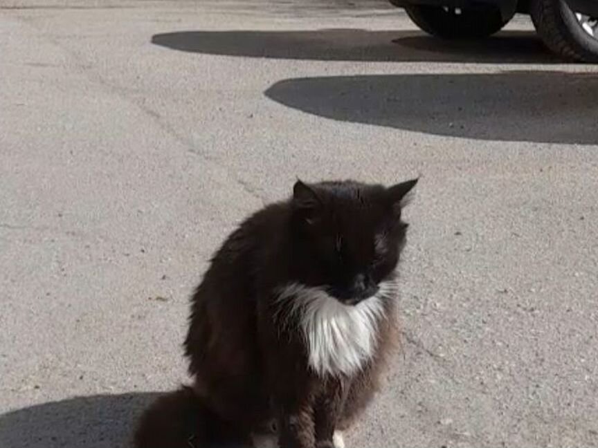 Кошечка в добрые руки
