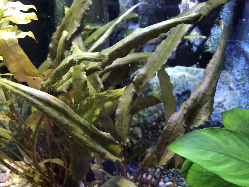 Криптокорина Вендта