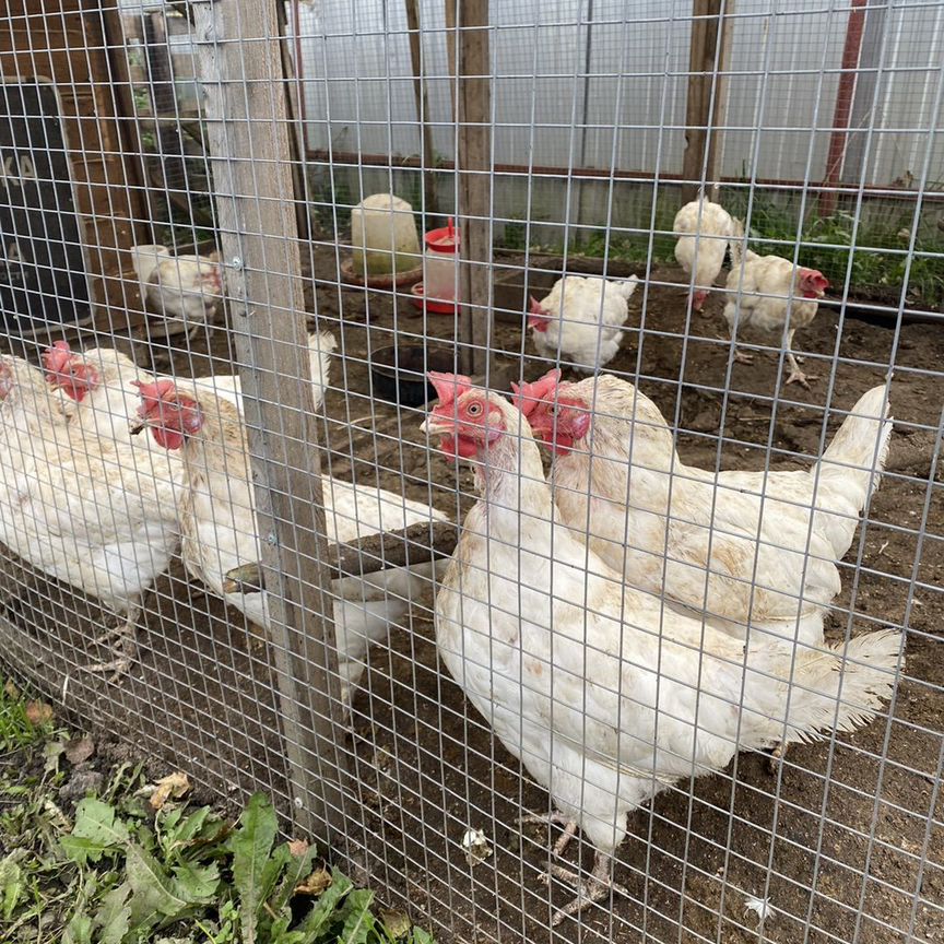 Продам кур, 1 год 4 мес