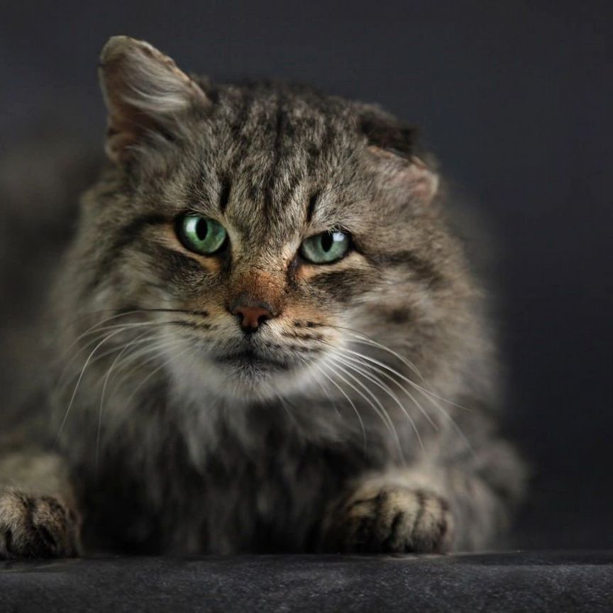 Кот Безухов 1 год